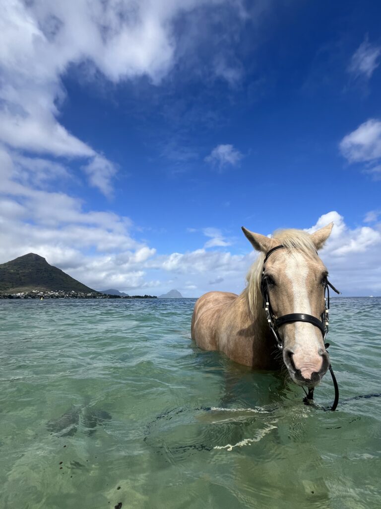 Horse riding on the beach in Mauritius